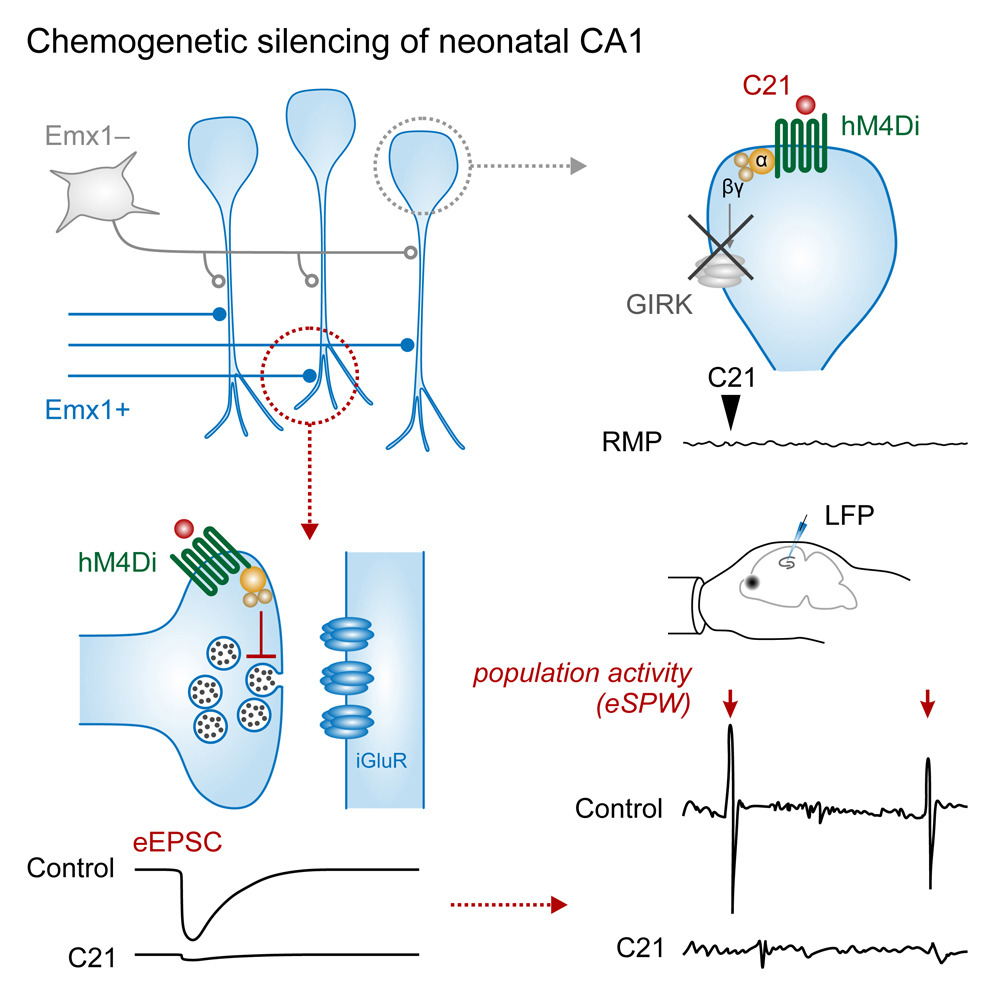 Chemogenetic silencing reveals presynaptic Gi/o protein-mediated ...
