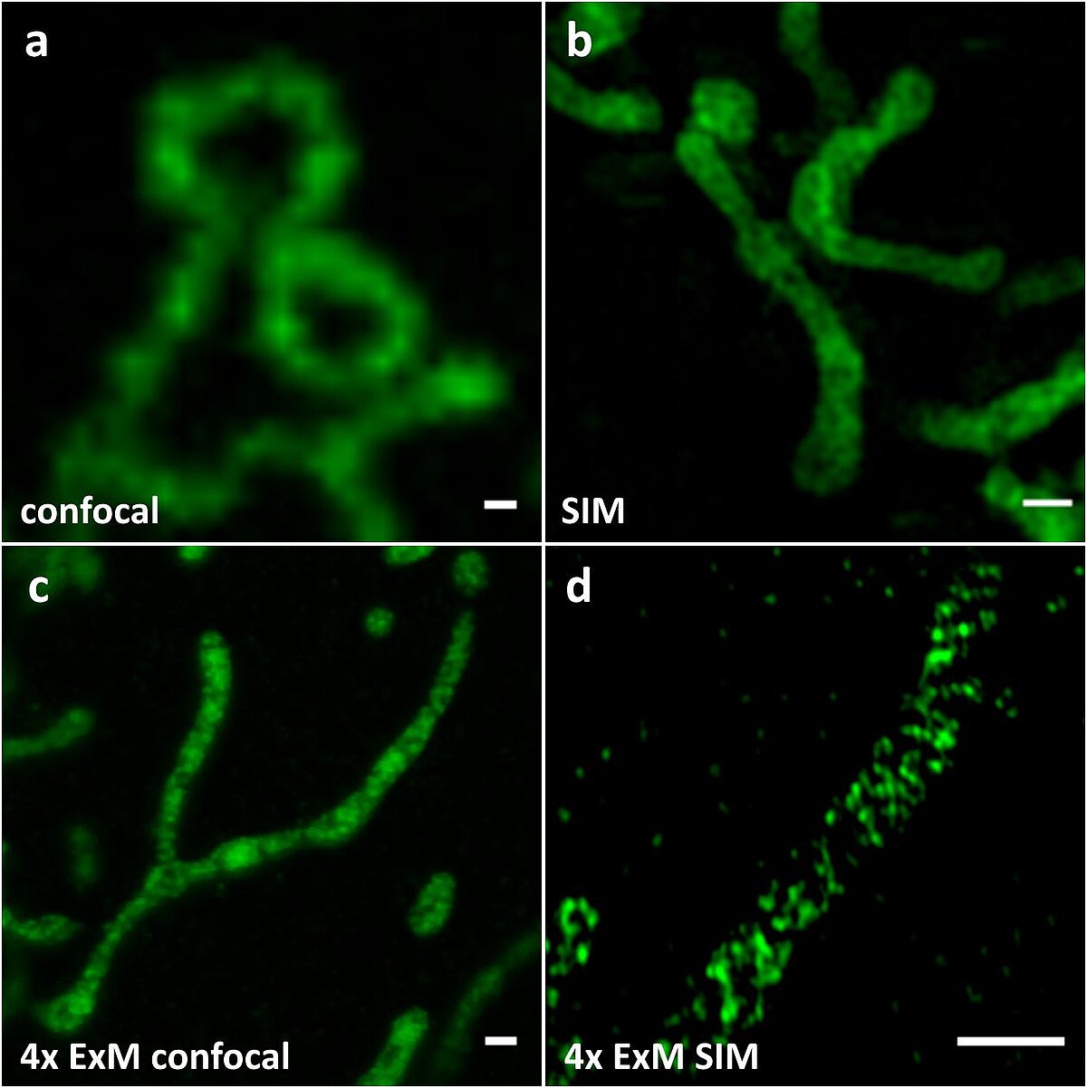 Using Expansion Microscopy to Visualize and Characterize the Morphology ...