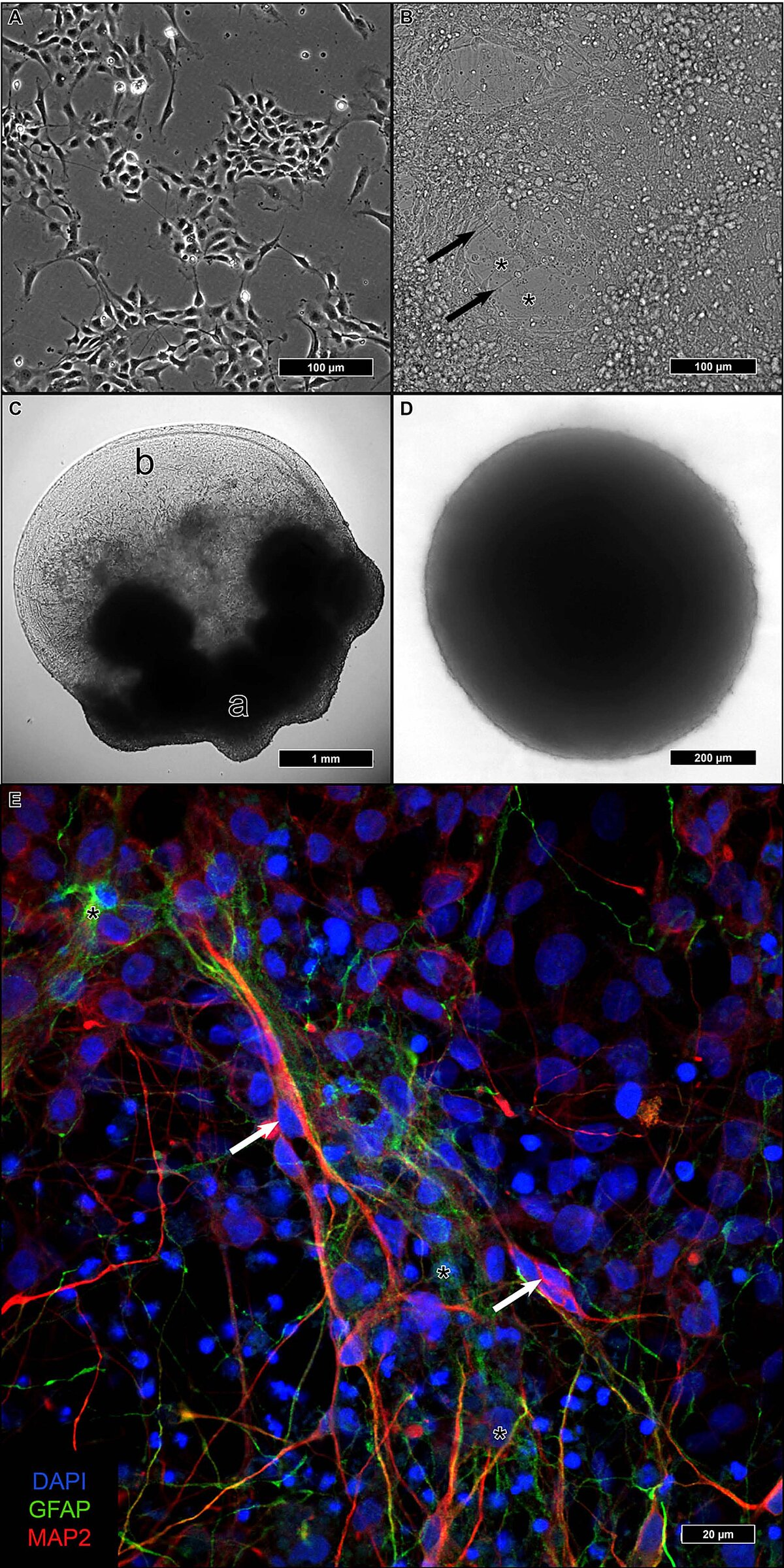 Visualizing the Synaptic and Cellular Ultrastructure in Neurons ...