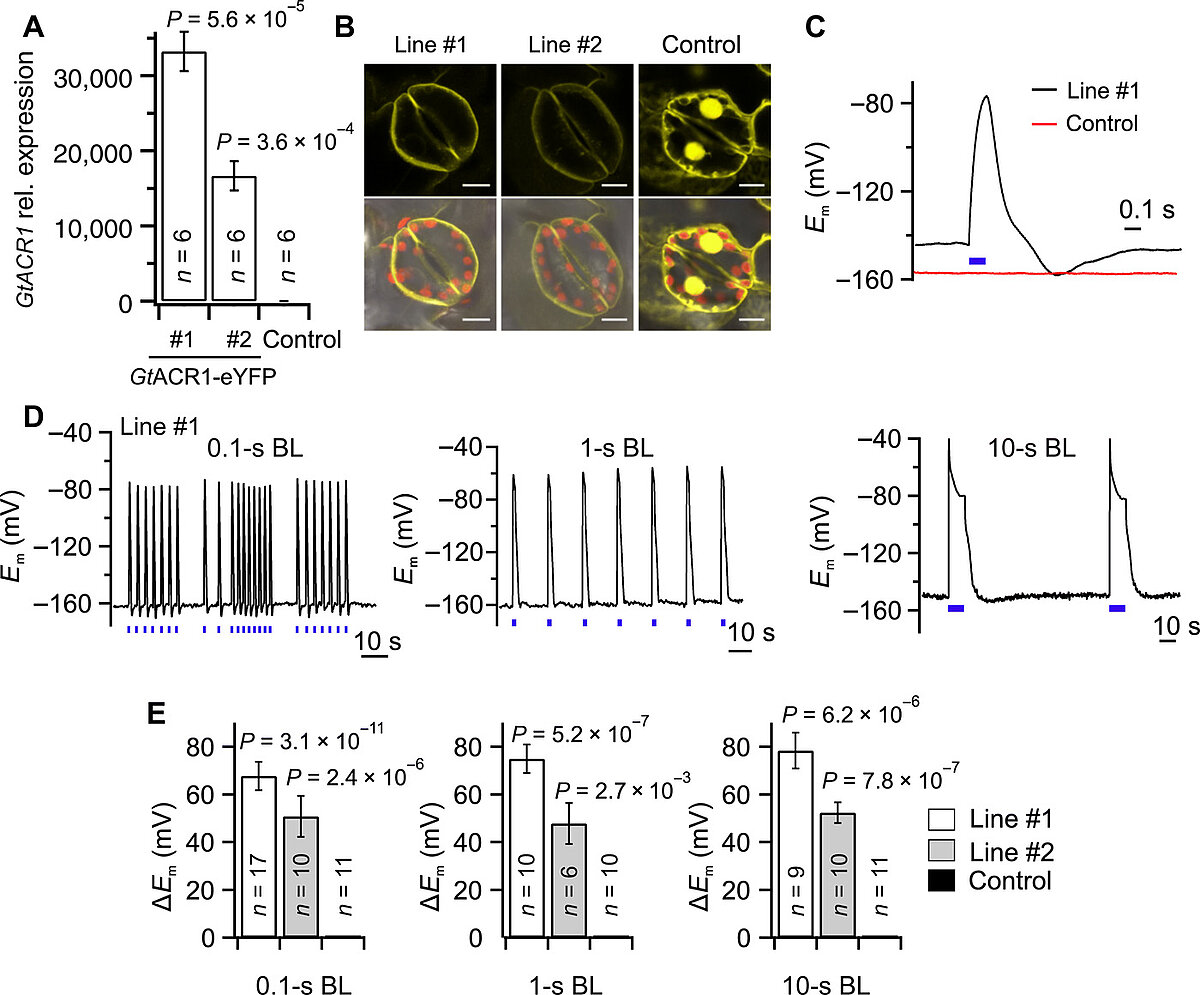 Optogenetic control of the guard cell membrane potential and stomatal ...